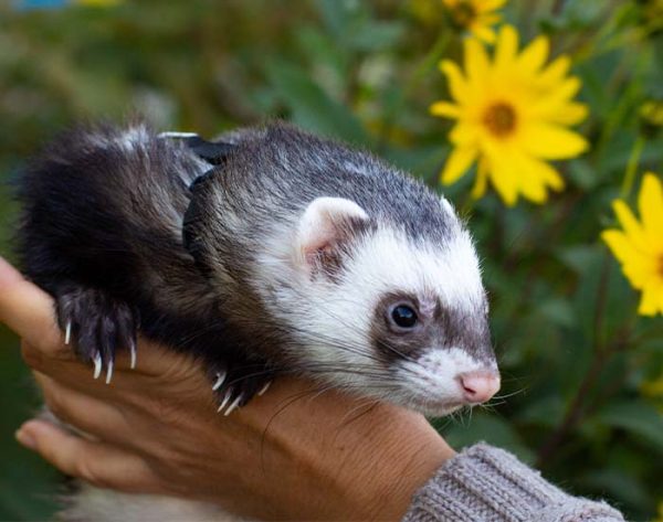 NAC à la clinique vétérinaire Alco à Montpellier
